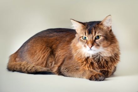 Somali Cat Breed: Info, Pictures, Care, Traits & Facts | Hepper Pet ...