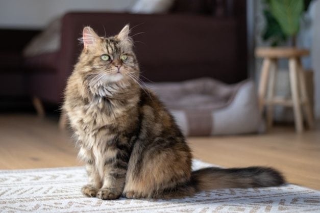 10 Most Popular Cat Breeds in 2026 (With Info & Pictures) | Hepper Pet ...