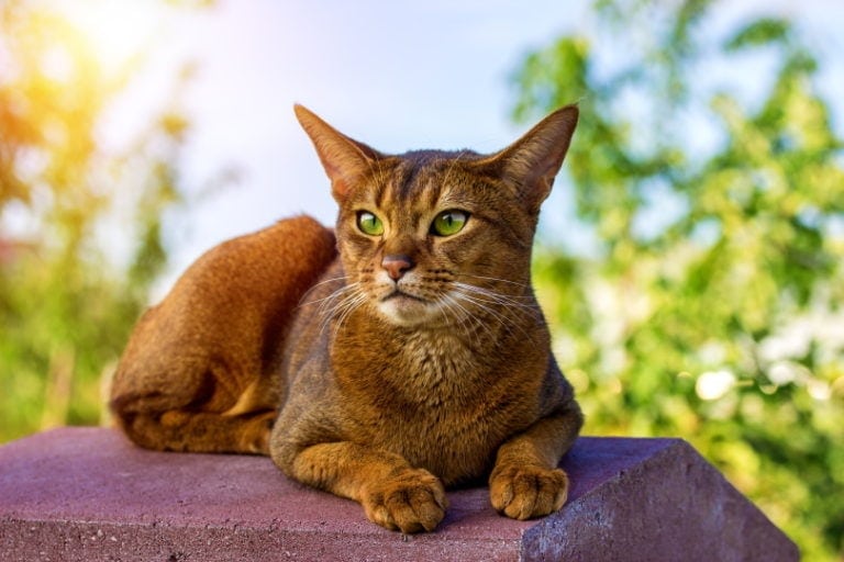 15 Cool Cat Breeds: Unique & Beautiful Cats (With Info & Pictures ...