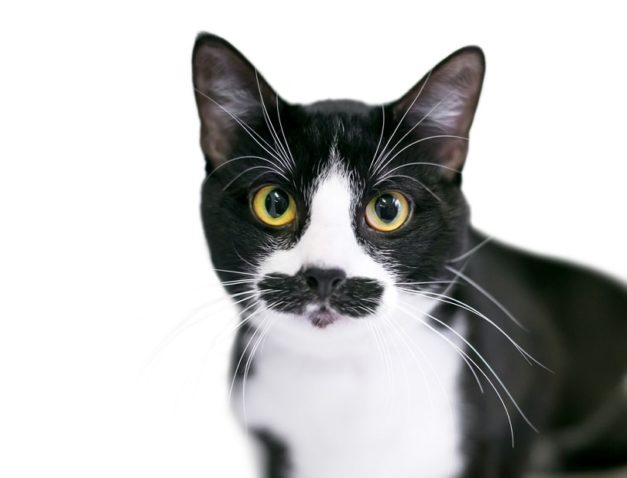 What Kind of Cat Is Beluga? Famous Cats Explained | Hepper Pet Resources