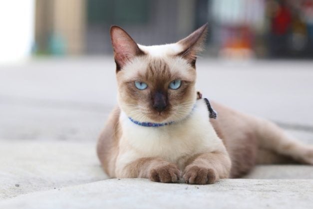 Applehead Siamese: Info, Pictures, Origin & History | Hepper Pet Resources