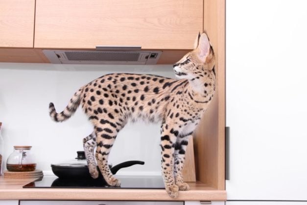 How Much Does an Ashera Cat Cost? 2026 Price Guide | Hepper Pet Resources