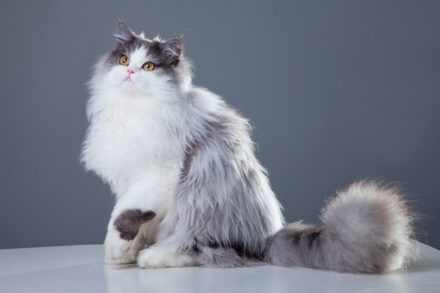 What Is the History of Persian Cats? The Fascinating Story | Hepper Pet ...