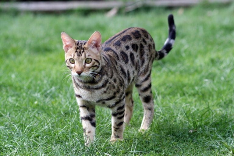 11 Different Cat Eye Colors (With Pictures) | Hepper Pet Resources