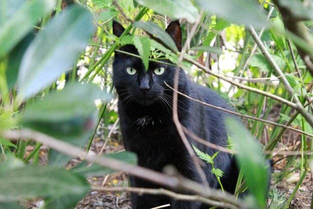 Which Cat Breed Is Snowball the Cat? (The Simpsons Cat Lore!) | Hepper ...