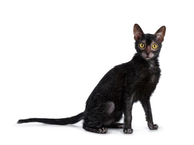 Lykoi Wolf Cat: Breed Info, Pictures, Temperament & Traits | Hepper Pet ...