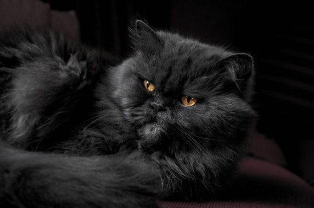 Black Persian Cats: Facts, Pictures, Origin & History | Hepper Pet ...
