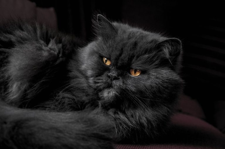 Black Persian Cats: Facts, Pictures, Origin & History | Hepper Pet ...