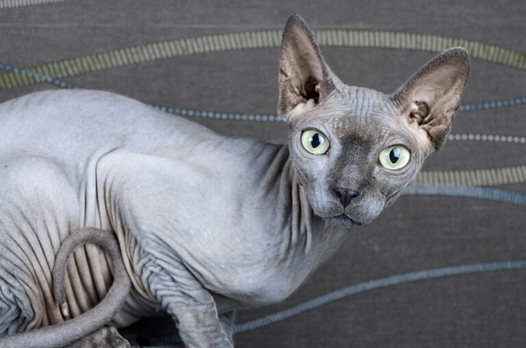 Sphynx Cat (Hairless) Breed: Info, Pictures, Care, Traits & Facts ...