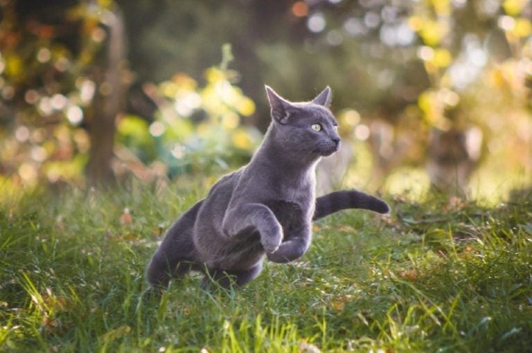 Russian Blue Cat: Info, Pictures, Care, Traits & Facts | Hepper Pet ...