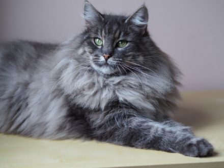 10 Blue Colored Cat Breeds (With Info & Pictures) | Hepper Pet Resources