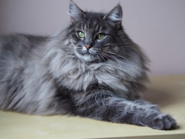 10 Blue Colored Cat Breeds (With Info & Pictures) | Hepper Pet Resources