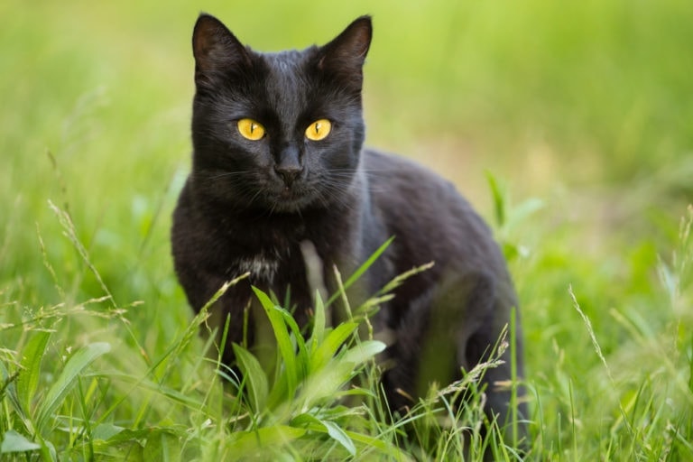 20 Popular Cat Breeds in India: Info, Pictures & Facts | Hepper Pet ...