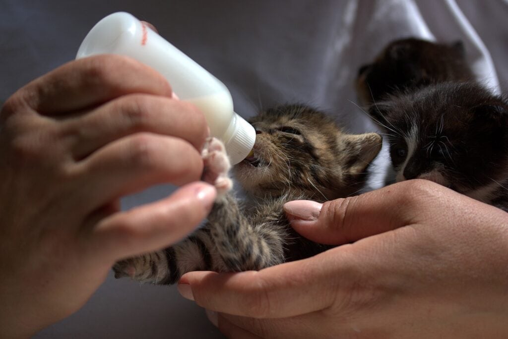 2 Homemade & Vet-Approved Kitten Formula Recipes | Hepper Pet Resources