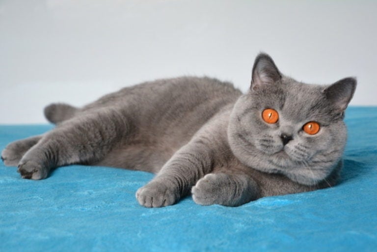 6 Types of British Shorthair Cat Colors (With Info & Pictures) | Hepper ...
