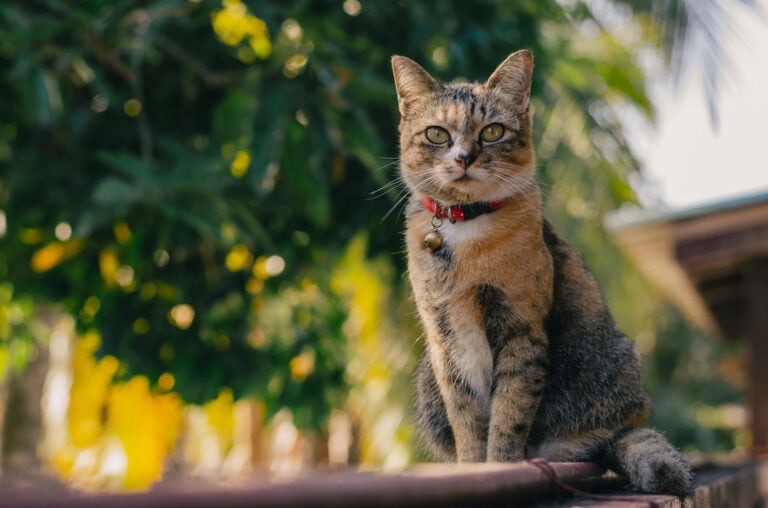 7 Surprising Facts About Tabby Cats: Vet-Reviewed Genetics, Traits ...