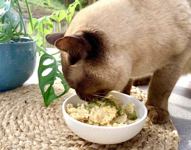 10 Vet-Approved Homemade Cat Food Recipes (Easy & Tasty) | Hepper Pet ...