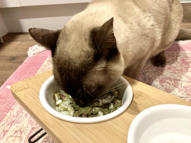 10 Vet-Approved Homemade Cat Food Recipes (Easy & Tasty) | Hepper Pet ...