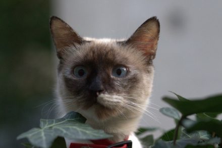 12 Round Face Cat Breeds (With Info & Pictures) | Hepper Pet Resources