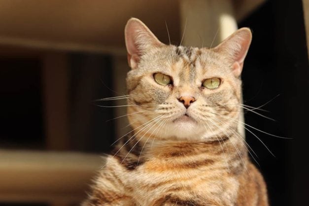 11 Different Cat Eye Colors (With Pictures) | Hepper Pet Resources