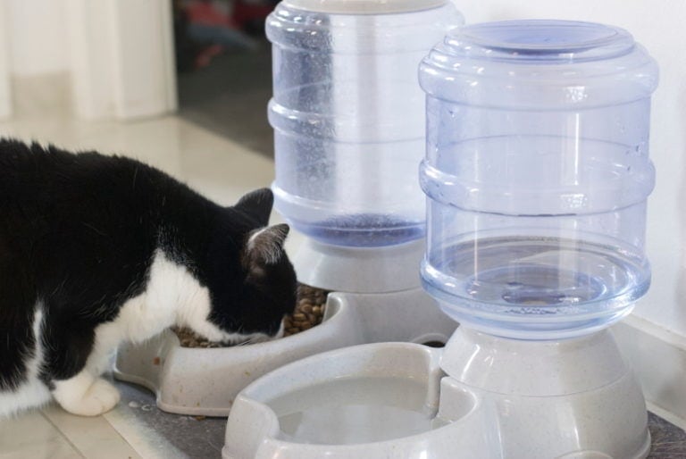 10 DIY Automatic Cat Feeders You Can Make Today (with Pictures ...