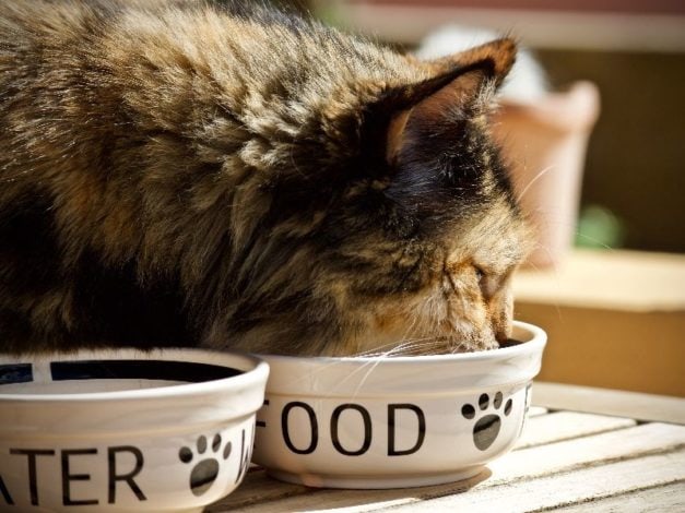 10 Types of Homemade Cooked Cat Foods - Easy & Healthy | Hepper Pet ...