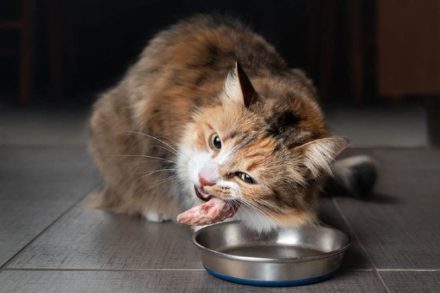 Can Cats Eat Bones? Vet-Reviewed Facts & Safety Guide | Hepper Pet ...