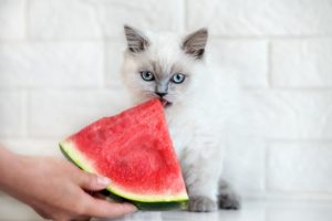 What Fruits Can Cats Eat? Vet-Approved List & Facts | Hepper Pet Resources