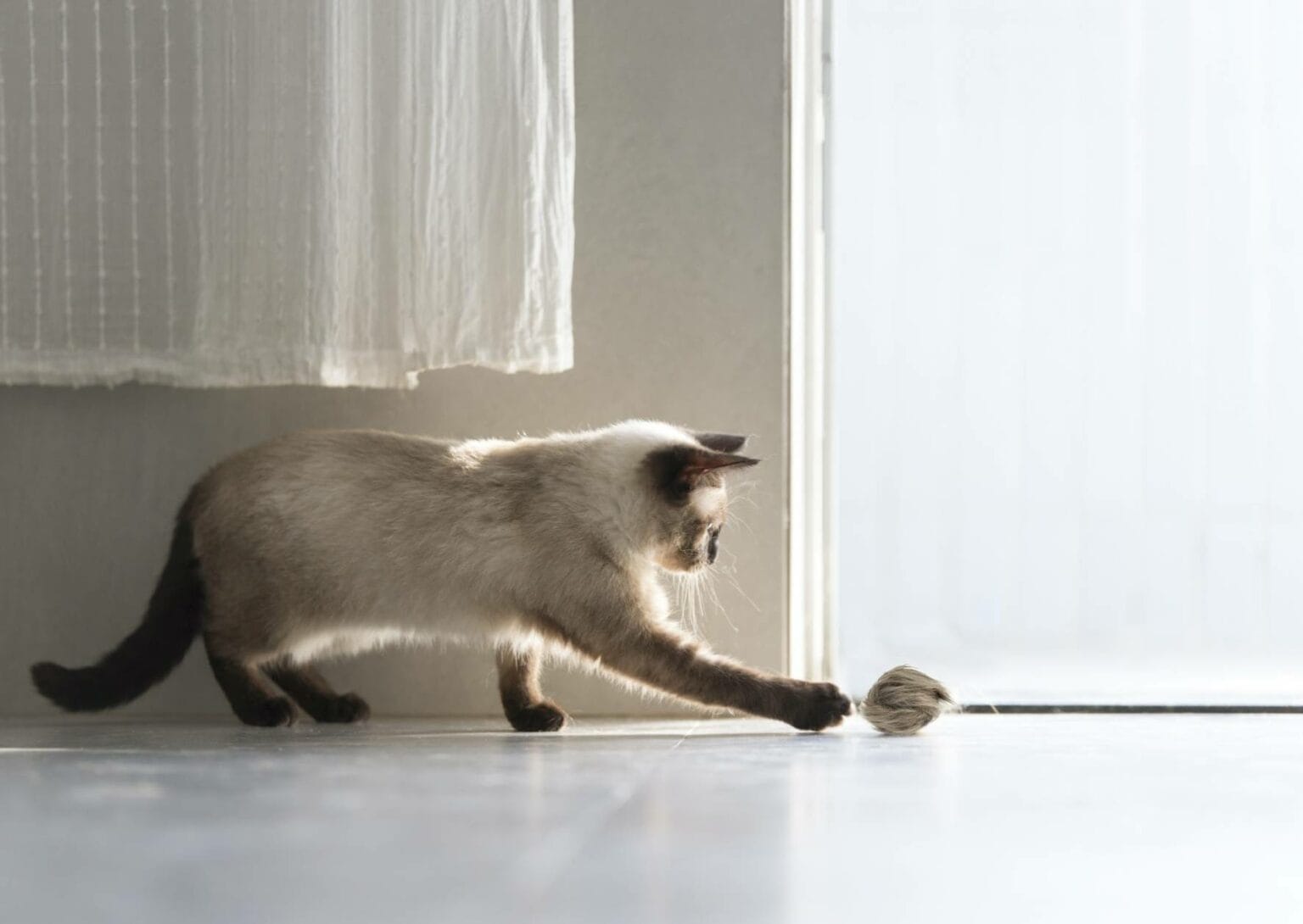 11 Best Kitten Toys - 2026 Reviews & Top Picks | Hepper Pet Resources