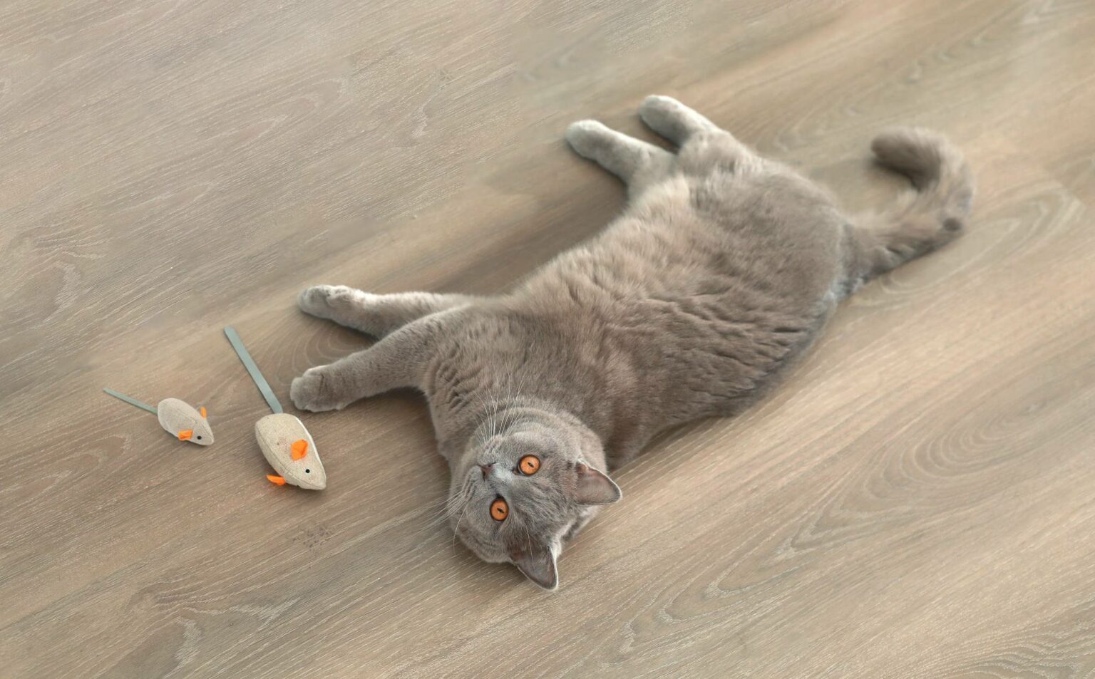 10 Best Hunting Toys for Cats – 2026 Reviews & Top Picks | Hepper Pet ...