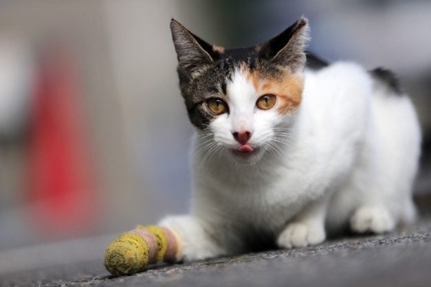 How To Tell If a Cat Has a Broken Leg: Our Vet Explains | Hepper Pet ...