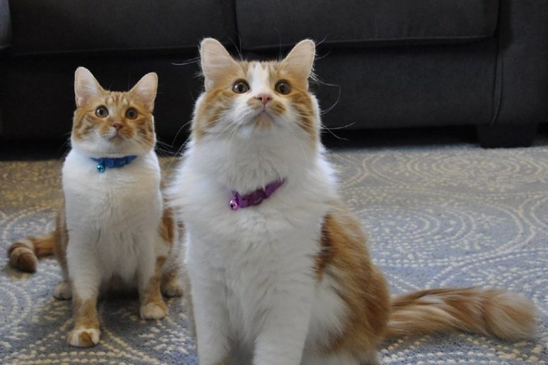 9 Best GPS Cat Trackers - 2026 Reviews & Buyers Guide | Hepper Pet ...