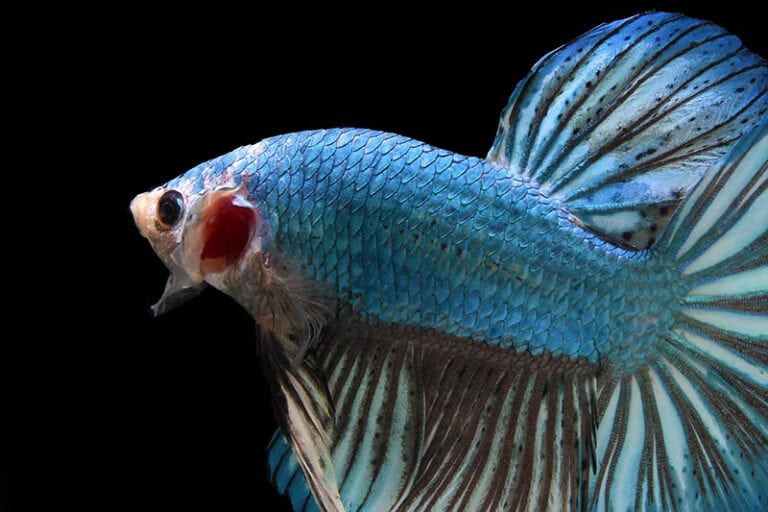25 Types of Betta Fish: Breeds, Patterns, Colors & Tails (With Info ...