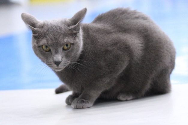 How Much Does a Russian Blue Cat Cost? 2026 Price Guide | Hepper Pet ...