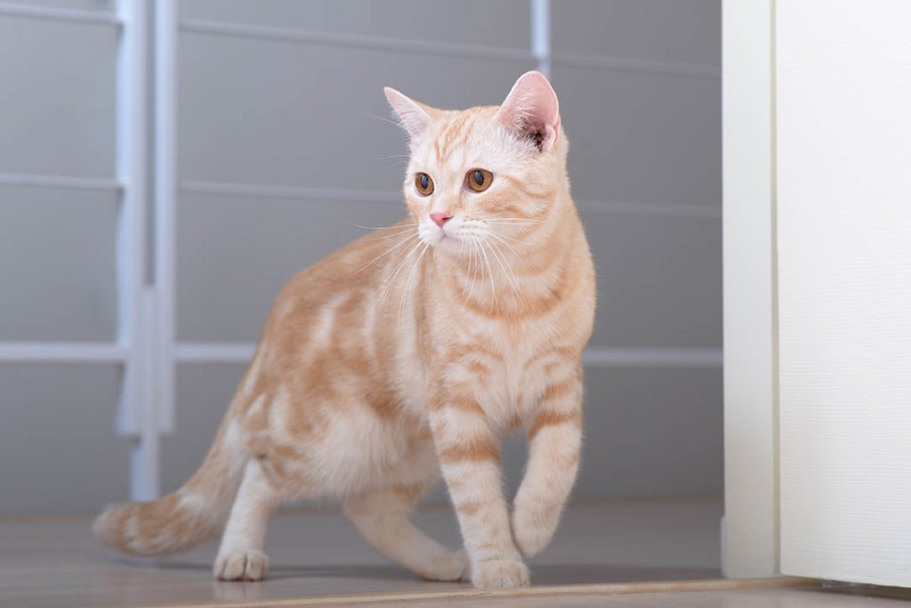 Where Are Cats Seen in Japanese Culture? History & Popular Breeds ...