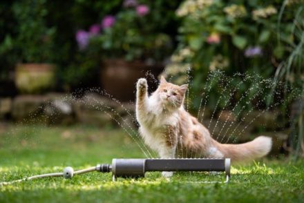 7 Reasons Why Your Cat Is Drinking Water With Their Paw (Explained ...