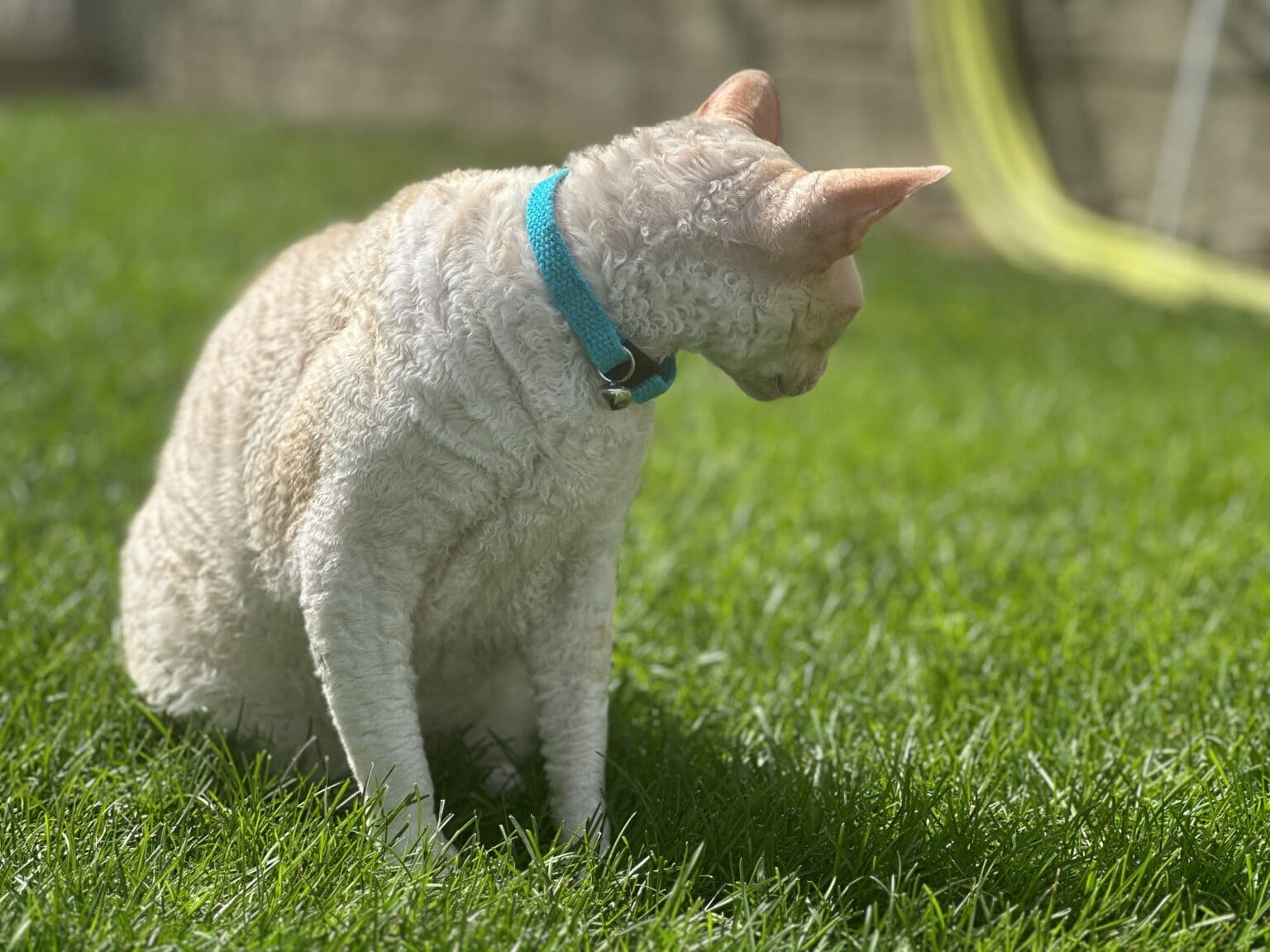 10 Best Breakaway Cat Collars in 2026 - Reviews & Top Picks | Hepper ...