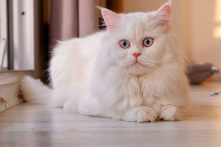 14 Fluffy Cat Breeds: Snuggly & Floofy Kitties (With Info & Pictures ...
