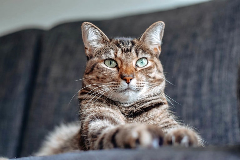 20 Most Popular Types of Mixed Cat Breeds (With Info & Pictures ...