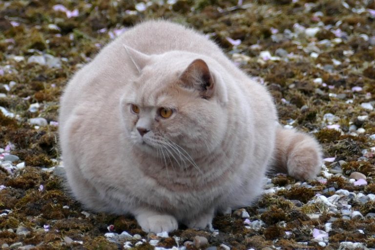 Is My Cat Overweight? Vet-Verified Ways to Spot Feline Obesity ...