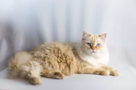 How Much Does a Ragdoll Cat Cost? 2026 Price Guide | Hepper Pet Resources