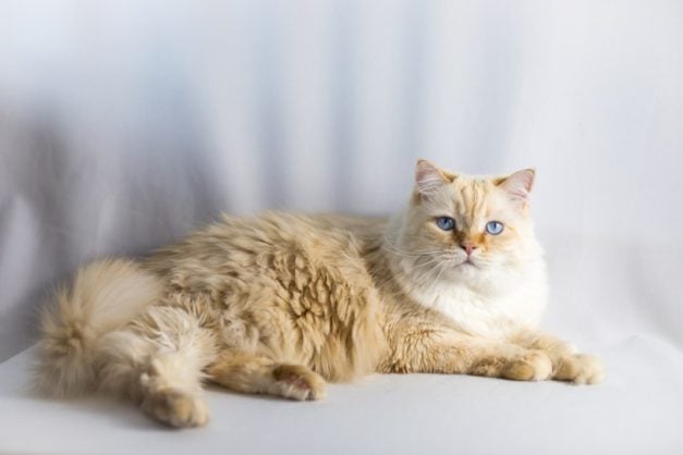 How Much Does a Ragdoll Cat Cost? 2026 Price Guide | Hepper Pet Resources
