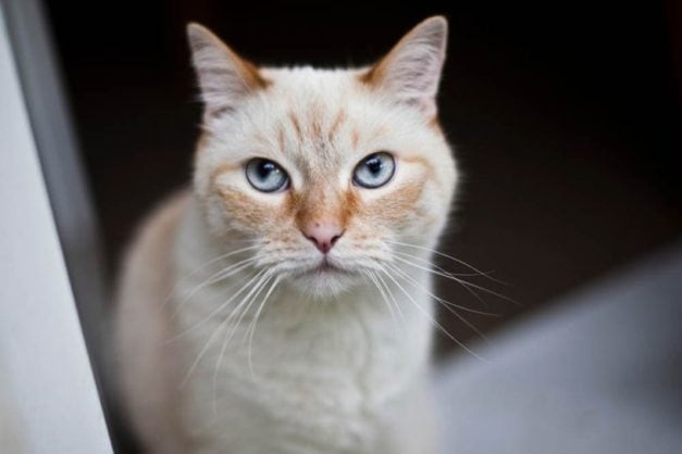Lilac Point Siamese: Facts, Pictures, Origin & History | Hepper Pet ...