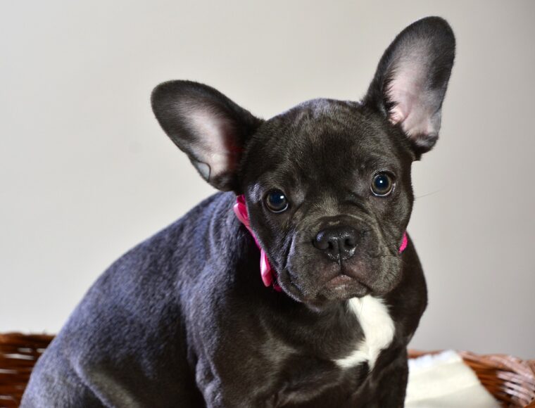 French Bulldog Eye Problems — 6 Common Conditions in Frenchies | Hepper ...