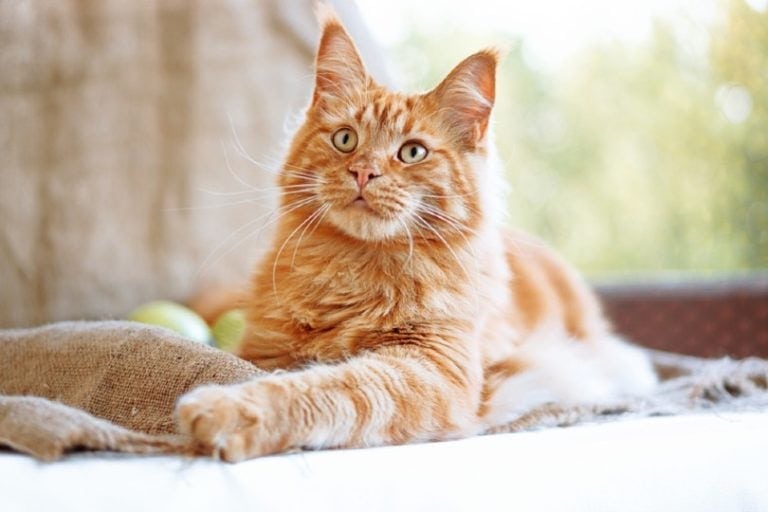 17 Most Beautiful Cat Breeds (With Info & Pictures) | Hepper Pet Resources