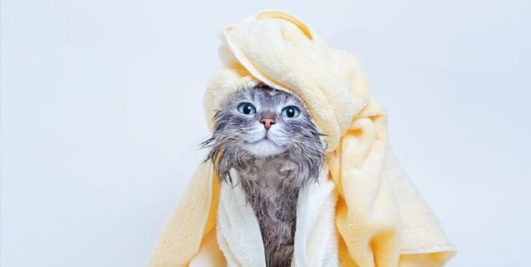 How to Safely Get Poison Ivy off Your Cat: 6 Vet Approved Steps ...