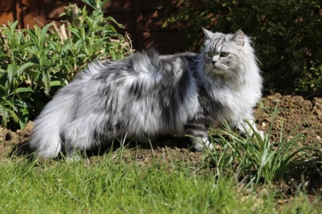 Grey Persian Cat: Info, Pictures, Origin & History | Hepper Pet Resources