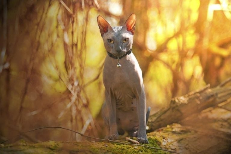 12 Sphynx Cat Health Problems: Vet-Approved Prevention & Treatment ...