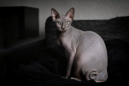 12 Sphynx Cat Health Problems: Vet-Approved Prevention & Treatment ...
