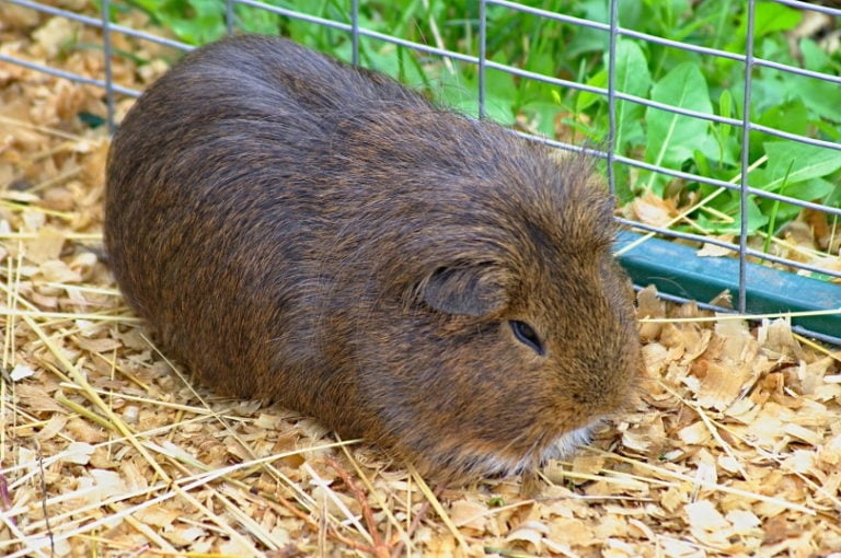 Can Guinea Pigs Eat Potatoes? Vet Reviewed Nutrition Facts and FAQ ...